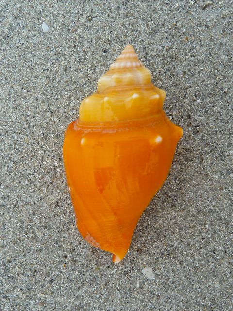 Huge Sharks Eye and Horse Conch | I Love Shelling