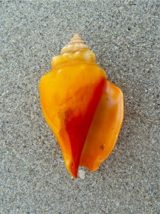 Huge Sharks Eye and Horse Conch | I Love Shelling