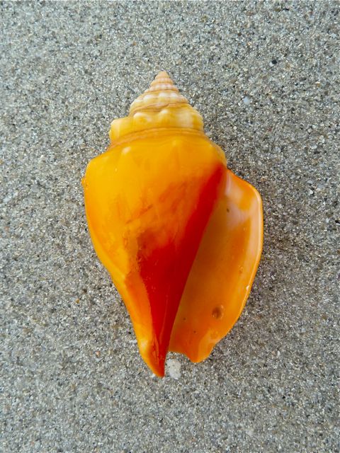 Huge Sharks Eye and Horse Conch | I Love Shelling