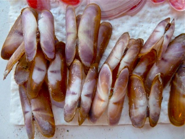 I’m Tellin’ On Some Tellins | I Love Shelling