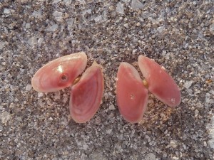 Rose Petal Tellin Valentines | I Love Shelling