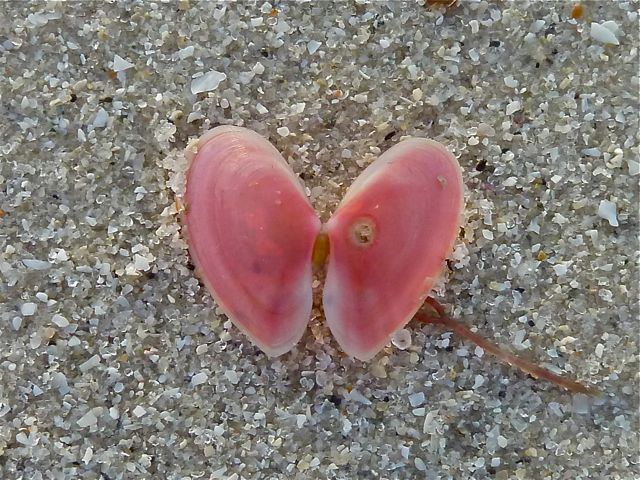 Rose Petal Tellin Valentines | I Love Shelling