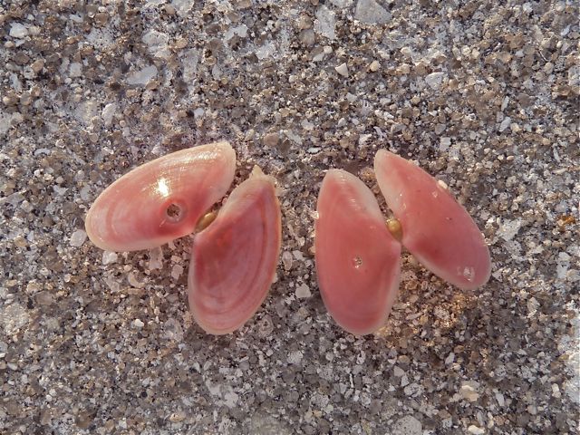 Rose Petal Tellin Valentines | I Love Shelling