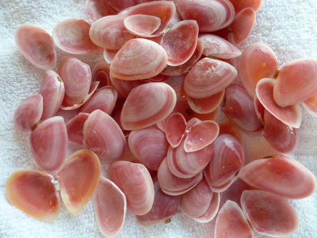 I’m Tellin’ On Some Tellins | I Love Shelling