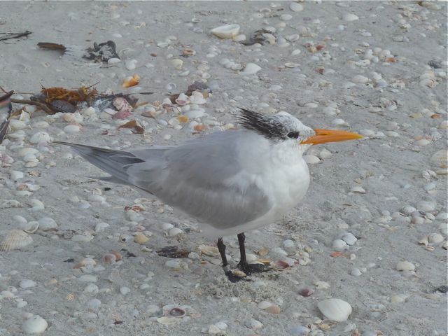 Shelling And Birding With Bonnie | I Love Shelling