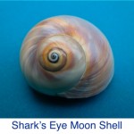 Seashell Identification | Shell ID | Identify Sanibel Shell | i Love ...