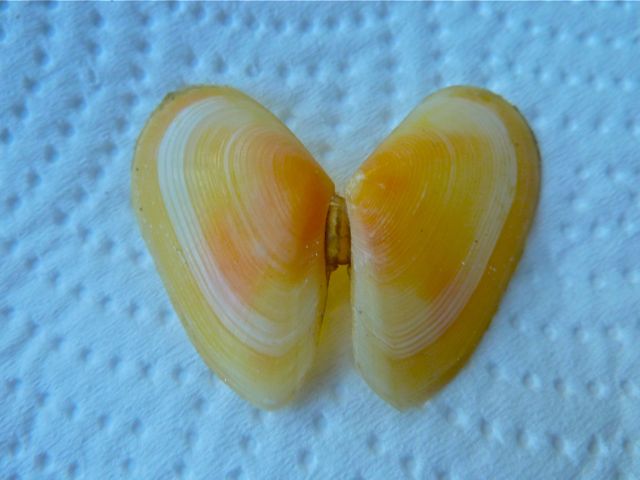 I’m Tellin’ On Some Tellins | I Love Shelling