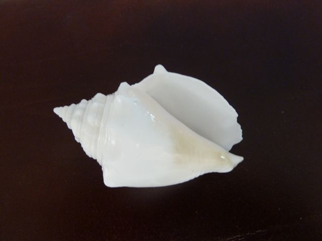 Prettiest Speckled Tellin Seashell | I Love Shelling