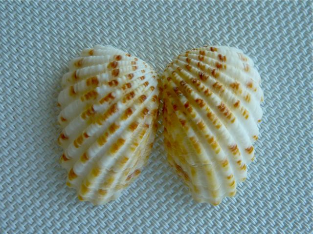 Prettiest Speckled Tellin Seashell | I Love Shelling