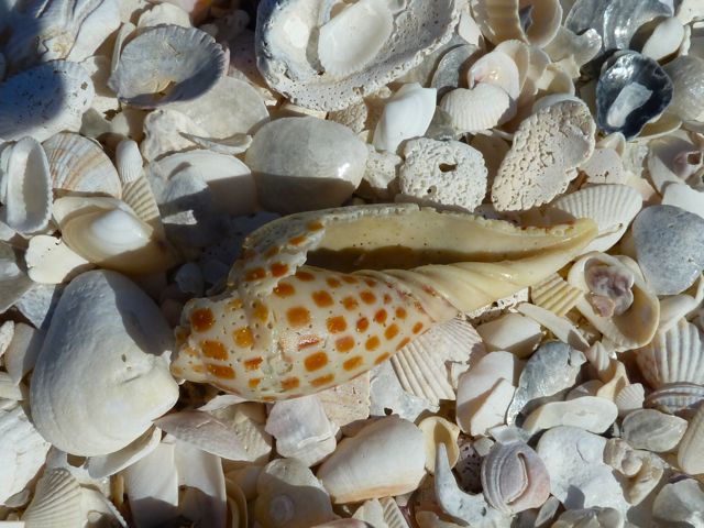 Shelling Marco Sand Bars | I Love Shelling