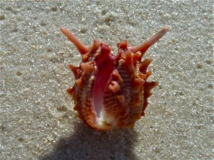 Sanibel, A Jewel Box of Treasures | I Love Shelling