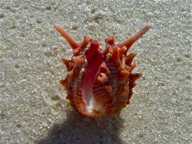 Sanibel, A Jewel Box of Treasures | I Love Shelling