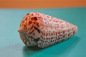 ABCs Of Alphabet Cones | I Love Shelling