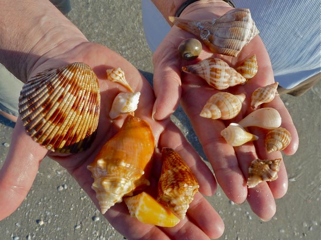 Full Moon With Two Low Tides For Shelling | I Love Shelling