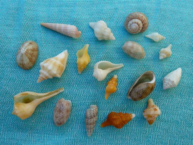 Zippy Mini Seashells Video | I Love Shelling