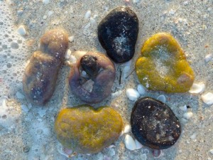 Sea Pork On The Beach Not Tar Balls | I Love Shelling