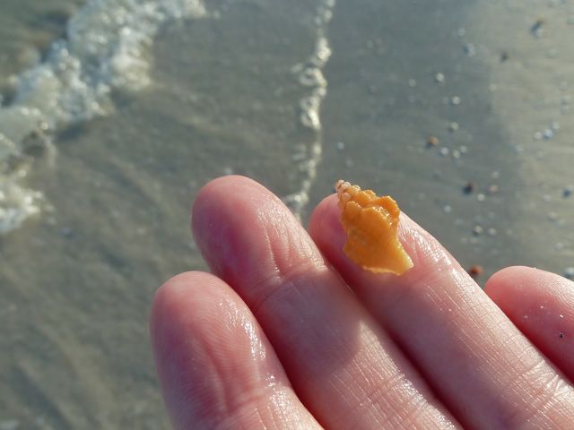 Zippy Mini Seashells Video | I Love Shelling