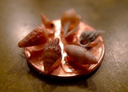 How Big Is Your Beach Treasure | I Love Shelling