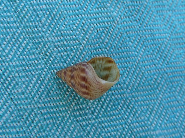 Zippy Mini Seashells Video | I Love Shelling