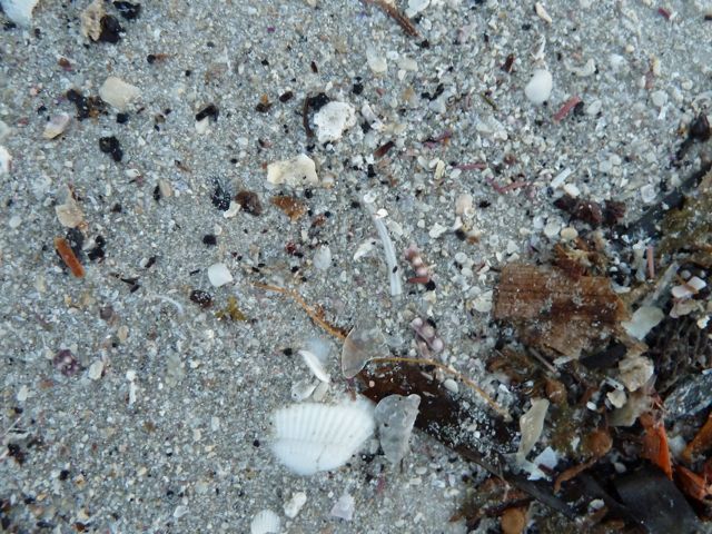Miniature Seashell Zone | I Love Shelling