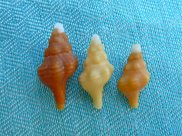 Zippy Mini Seashells Video | I Love Shelling