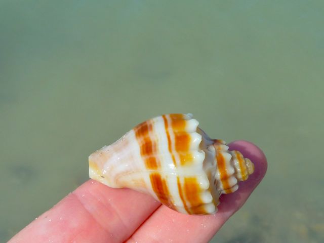 Southwest Winds Bring Seashells To Sanibel | I Love Shelling