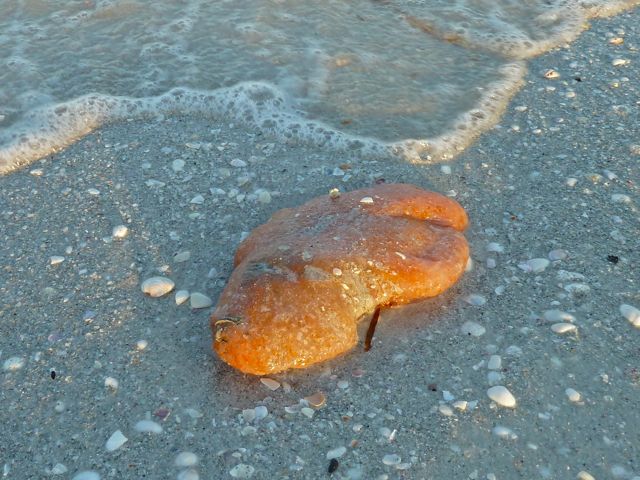 Sea Pork On The Beach Not Tar Balls | I Love Shelling