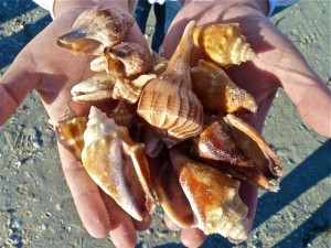 After North West Winds | I Love Shelling