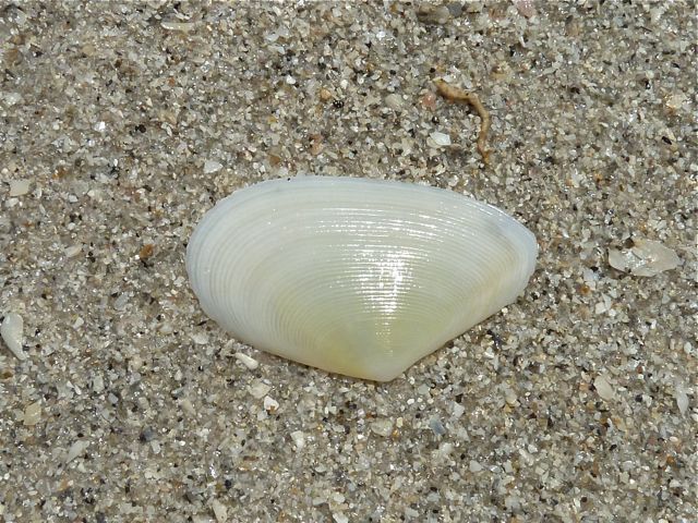 My Family Visits The Island | I Love Shelling