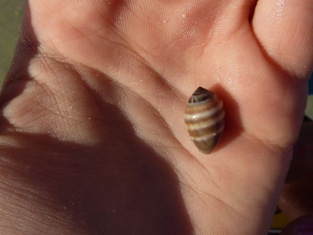 Smiles For Seashells | I Love Shelling