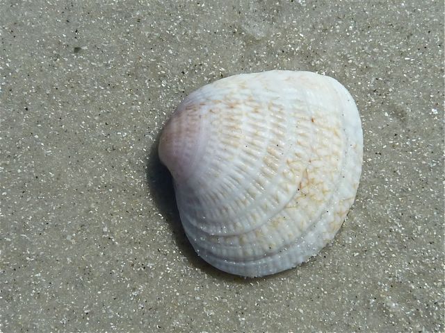 Cross Barred Venus | i Love Shelling