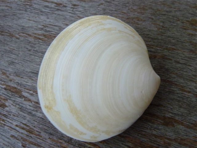 It’s Raining Dosinias | I Love Shelling