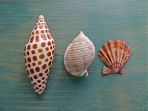 The Elite Three Seashells | I Love Shelling