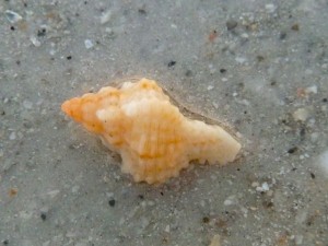 Easter Colors Sanibel Style | I Love Shelling