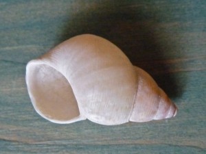 Periwinkle, Lewis And Beau Seashells | I Love Shelling