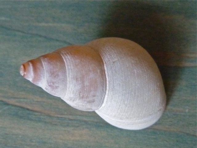 Periwinkle, Lewis And Beau Seashells | I Love Shelling