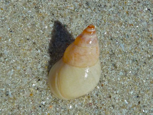 Periwinkle, Lewis And Beau Seashells | i Love Shelling