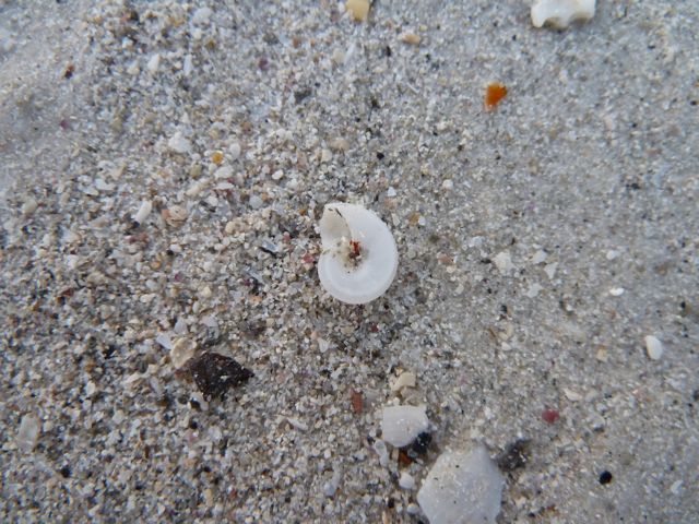 Periwinkle, Lewis And Beau Seashells | I Love Shelling