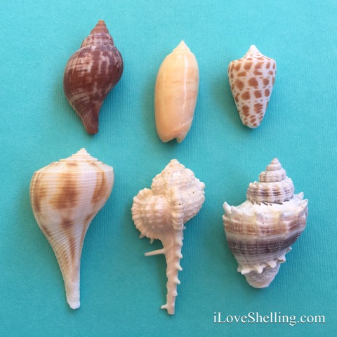 The Sanibel Six Seashells | I Love Shelling