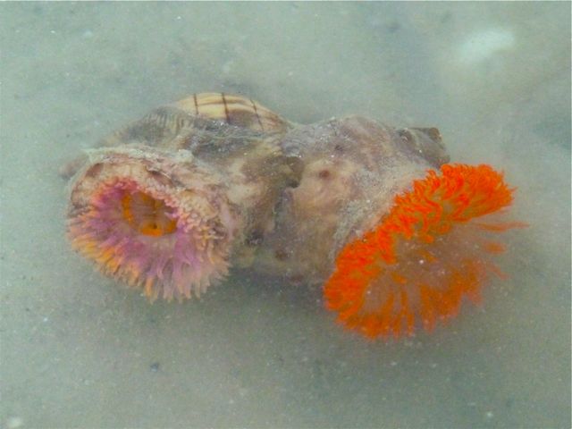 Smiles For Seashells | I Love Shelling