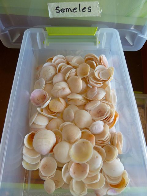 How To Make Shell Crafts Video – Project: Dandelions | I Love Shelling