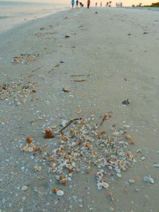 Wentletrap Trapping Part 2 Video | I Love Shelling