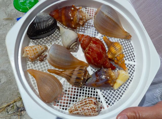 Smiles For Seashells | I Love Shelling