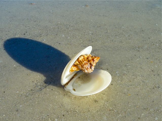 It’s Raining Dosinias | I Love Shelling