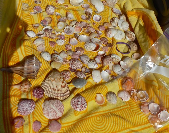 Imperfect Seashell Creativity | I Love Shelling