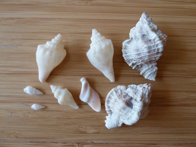 Back To The Beach | I Love Shelling