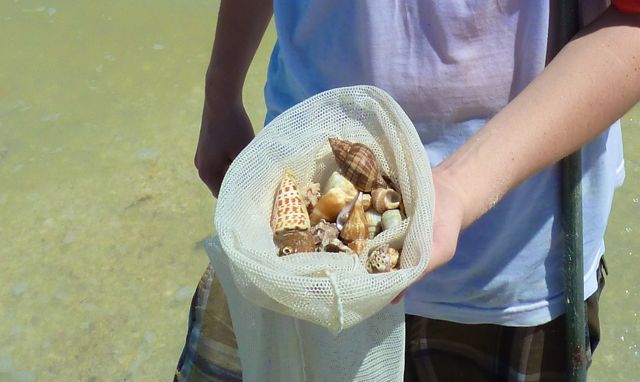 Smiles For Seashells | I Love Shelling