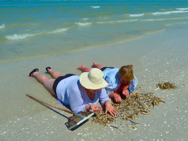 Horse Conch Egg Casing