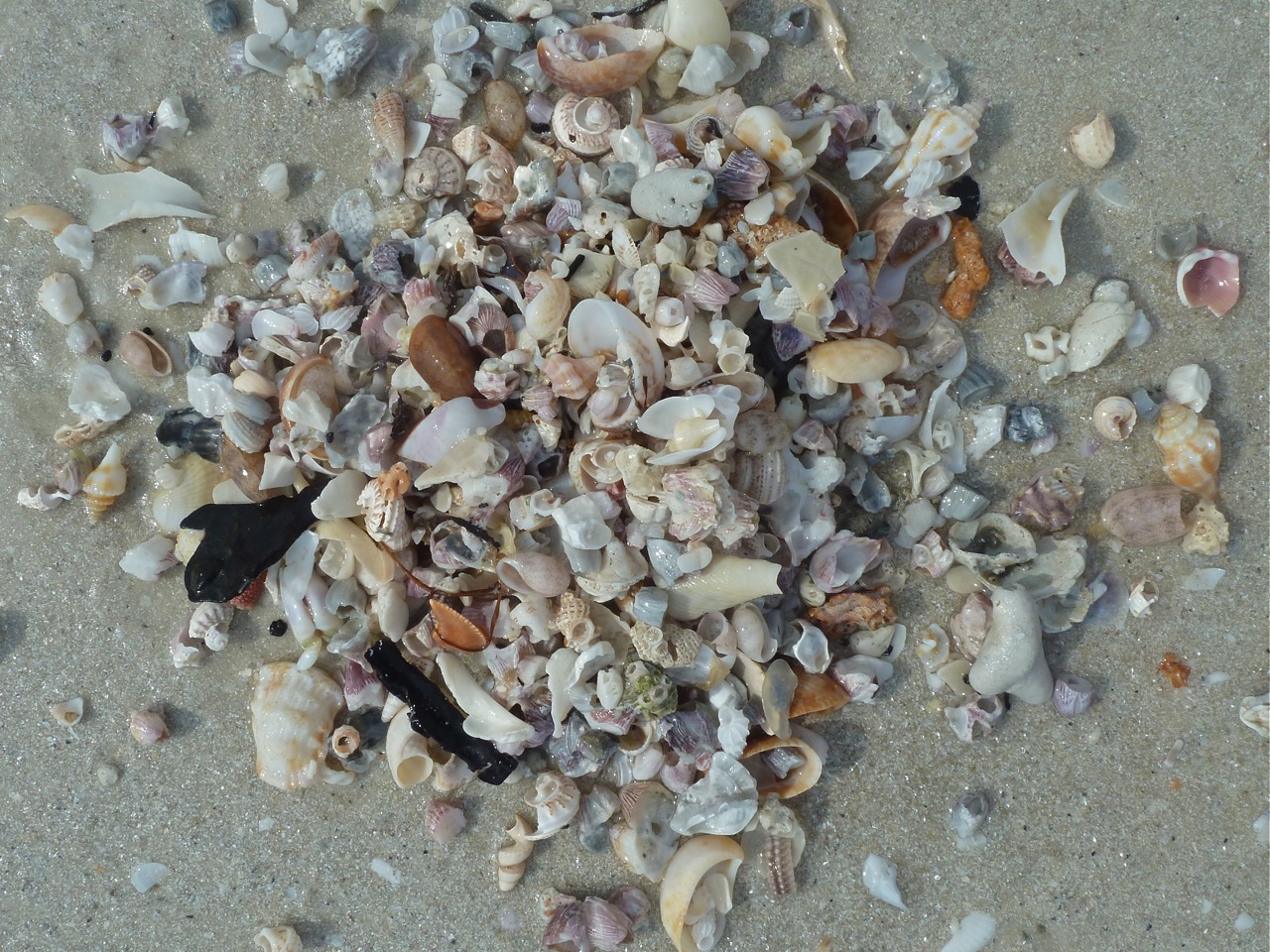 My Family Visits The Island | I Love Shelling
