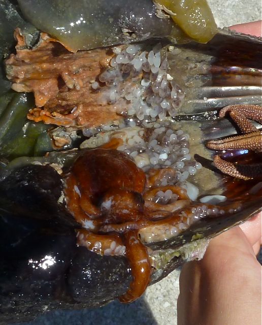 An Octopus Hatching Babies Video | I Love Shelling